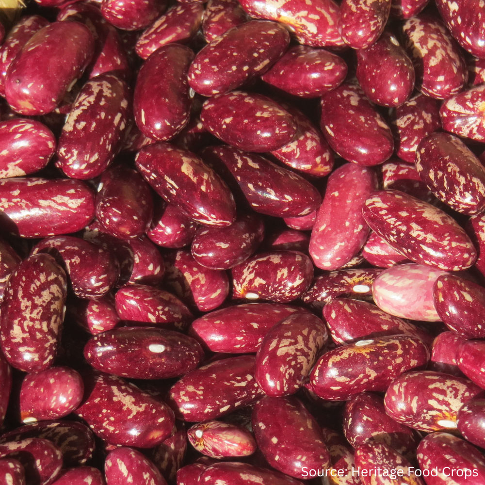 Buy Bean Dwarf Tuscarora Bread by Kings Seeds NZ online - Kings Seeds NZ