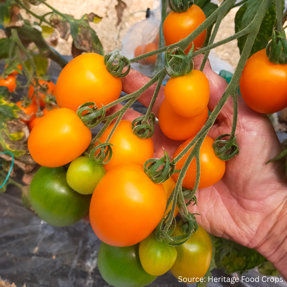 Buy Tomato Amish Star by Kings Seeds NZ online - Kings Seeds NZ