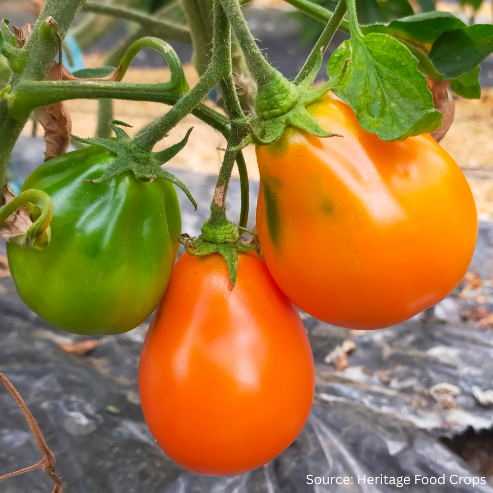 Buy Tomato Golden Bell by Kings Seeds online - Kings Seeds NZ