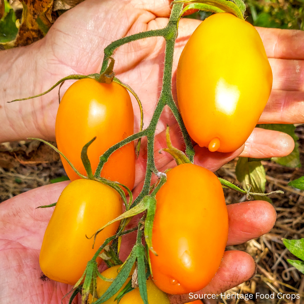 Buy Tomato Golden Light by Kings Seeds NZ online - Kings Seeds NZ