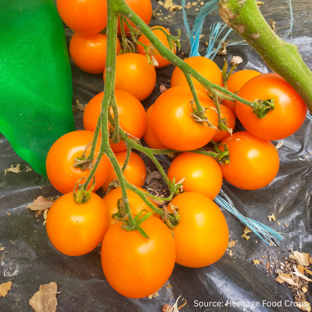 Buy Tomato Moonbeam by Kings Seeds online - Kings Seeds NZ