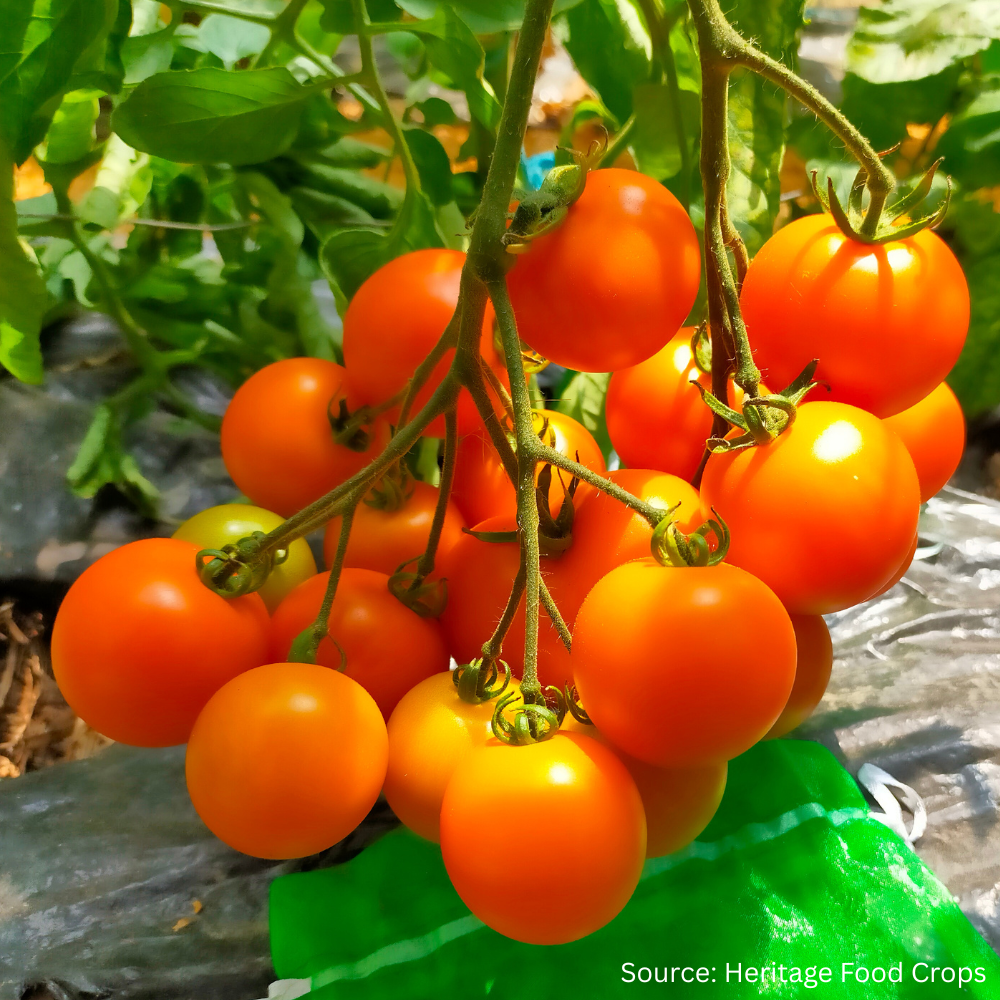 Buy Tomato Tangella by Kings Seeds NZ online - Kings Seeds NZ