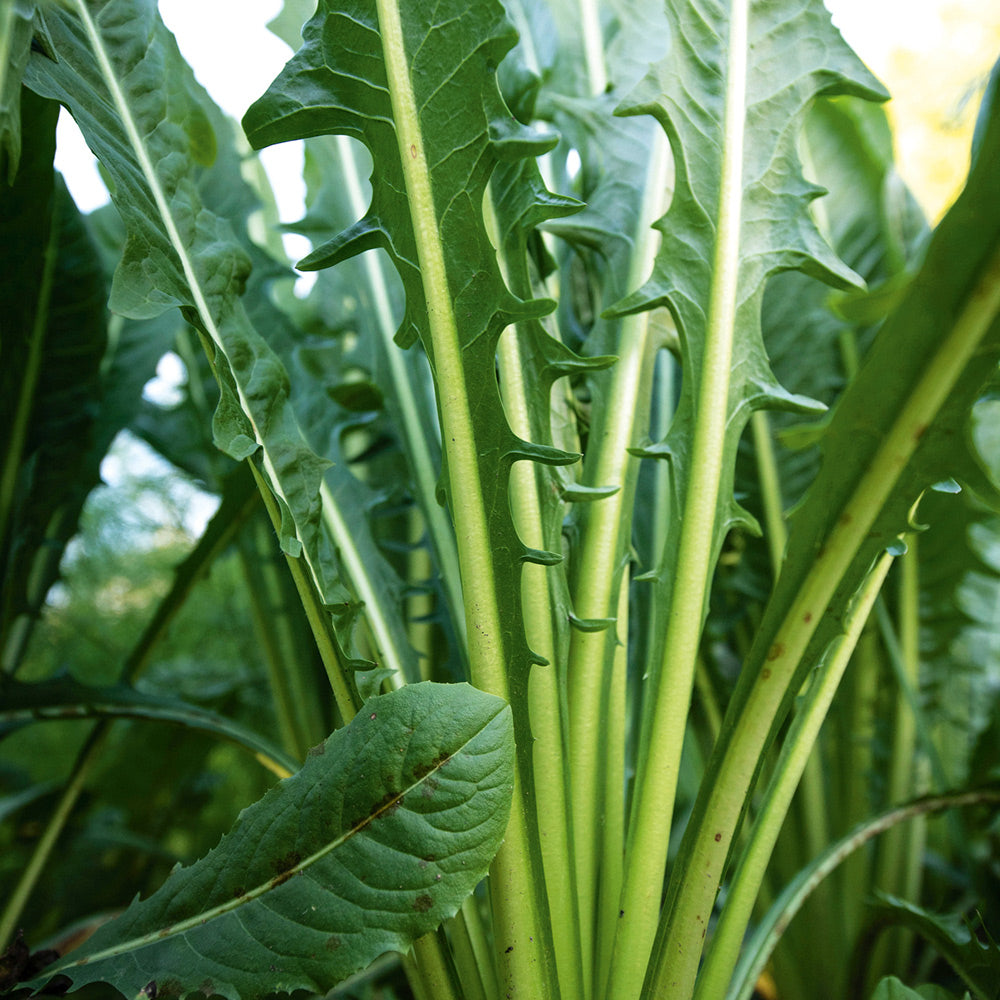 Buy Chicory by Kings Seeds NZ online - Kings Seeds NZ
