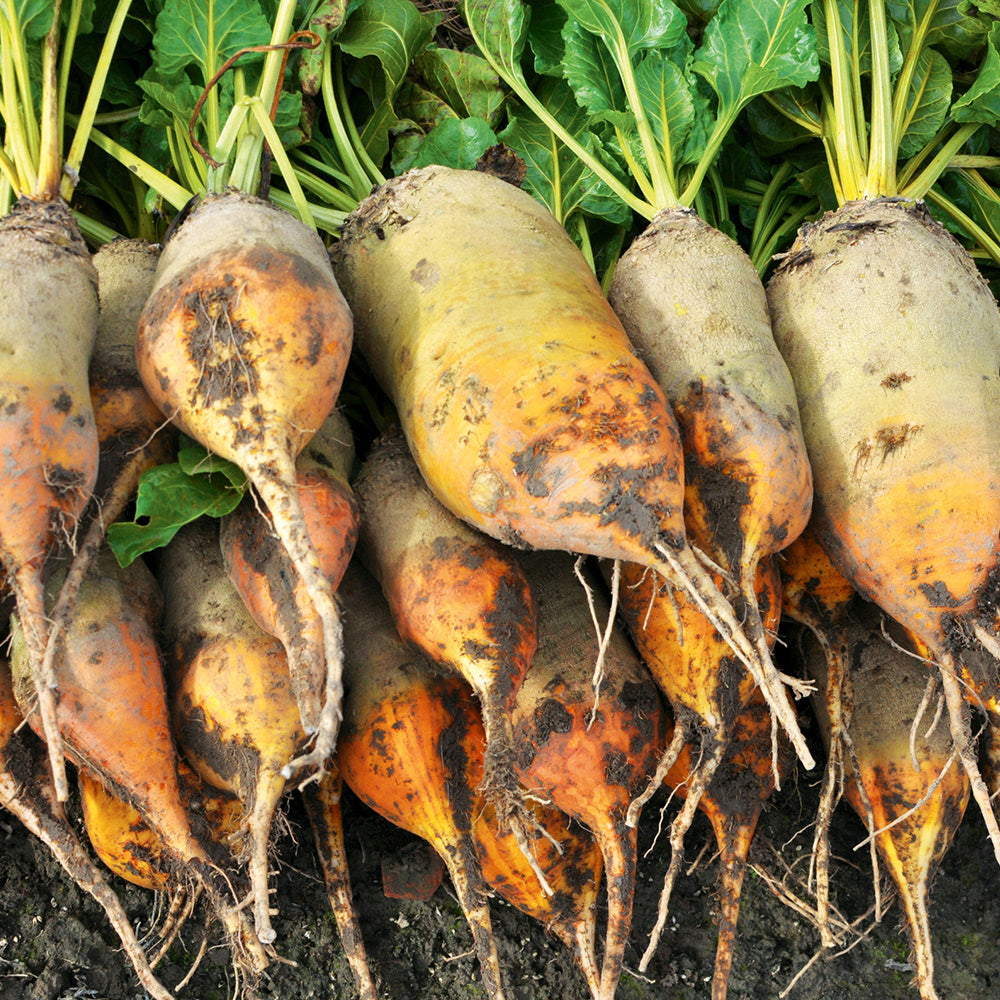 Buy Fodder Beet by Kings Seeds online - Kings Seeds NZ