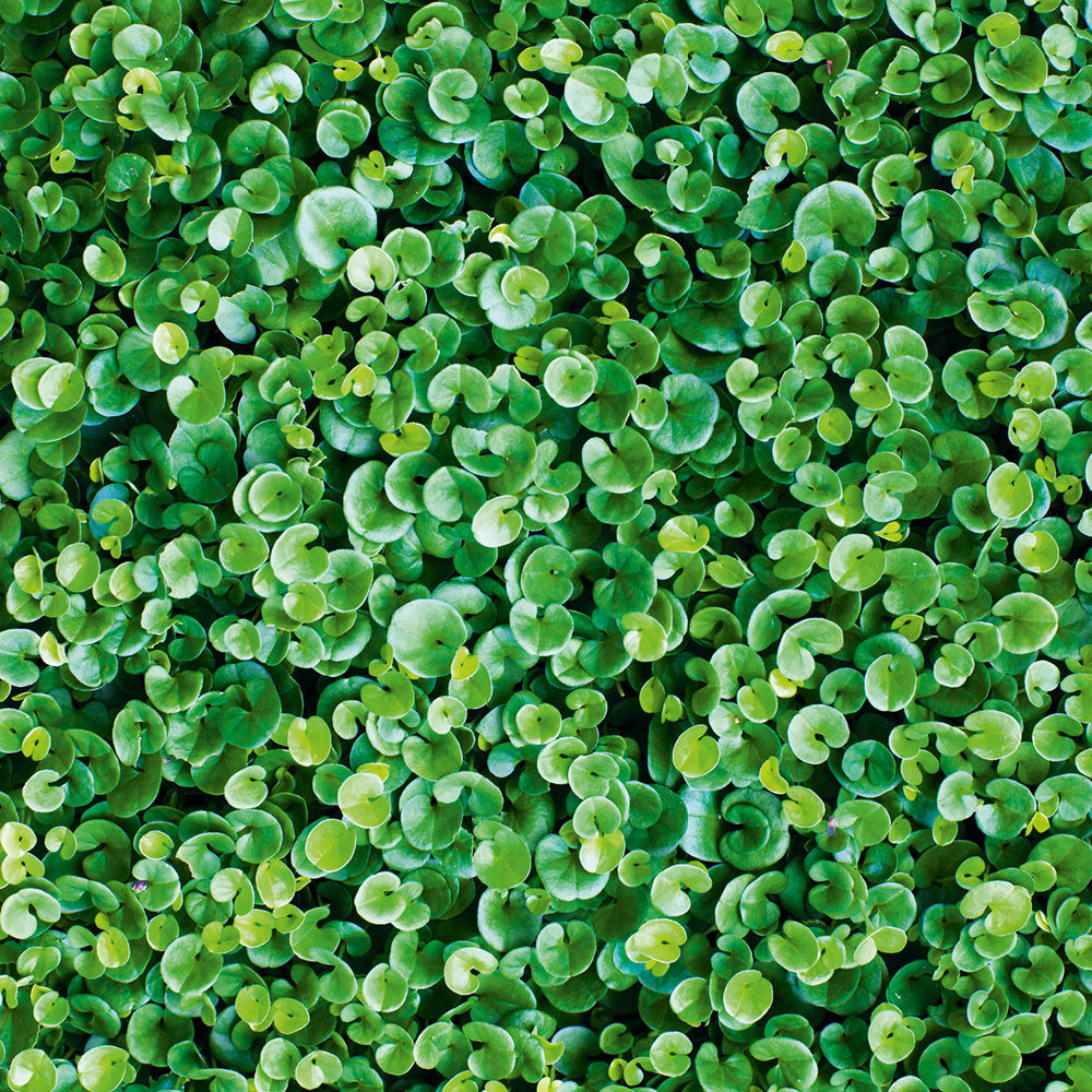 Buy Dichondra repens (Mercury Bay) by Kings Seeds NZ online - Kings ...