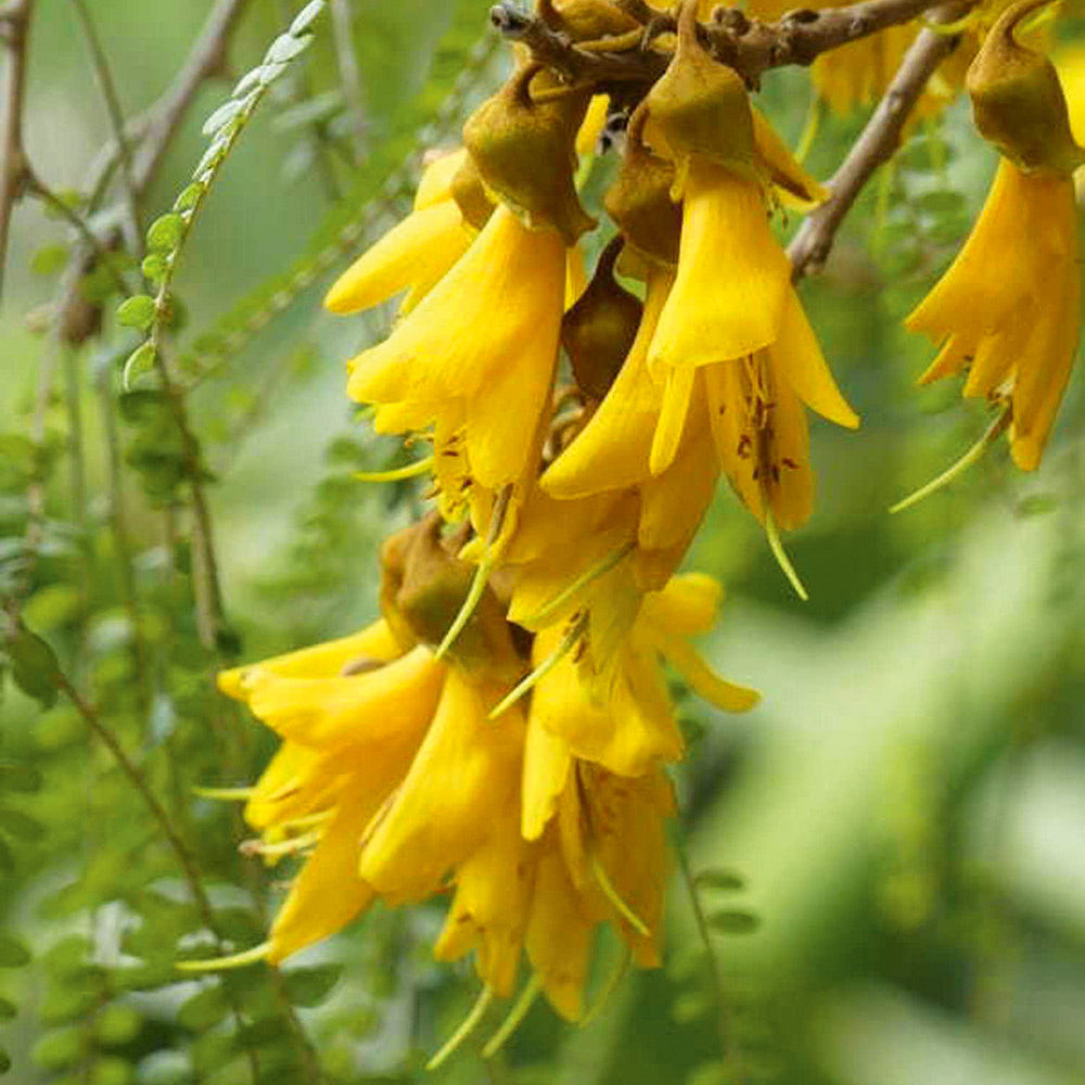 Buy Kowhai by Kings Seeds NZ online - Kings Seeds NZ