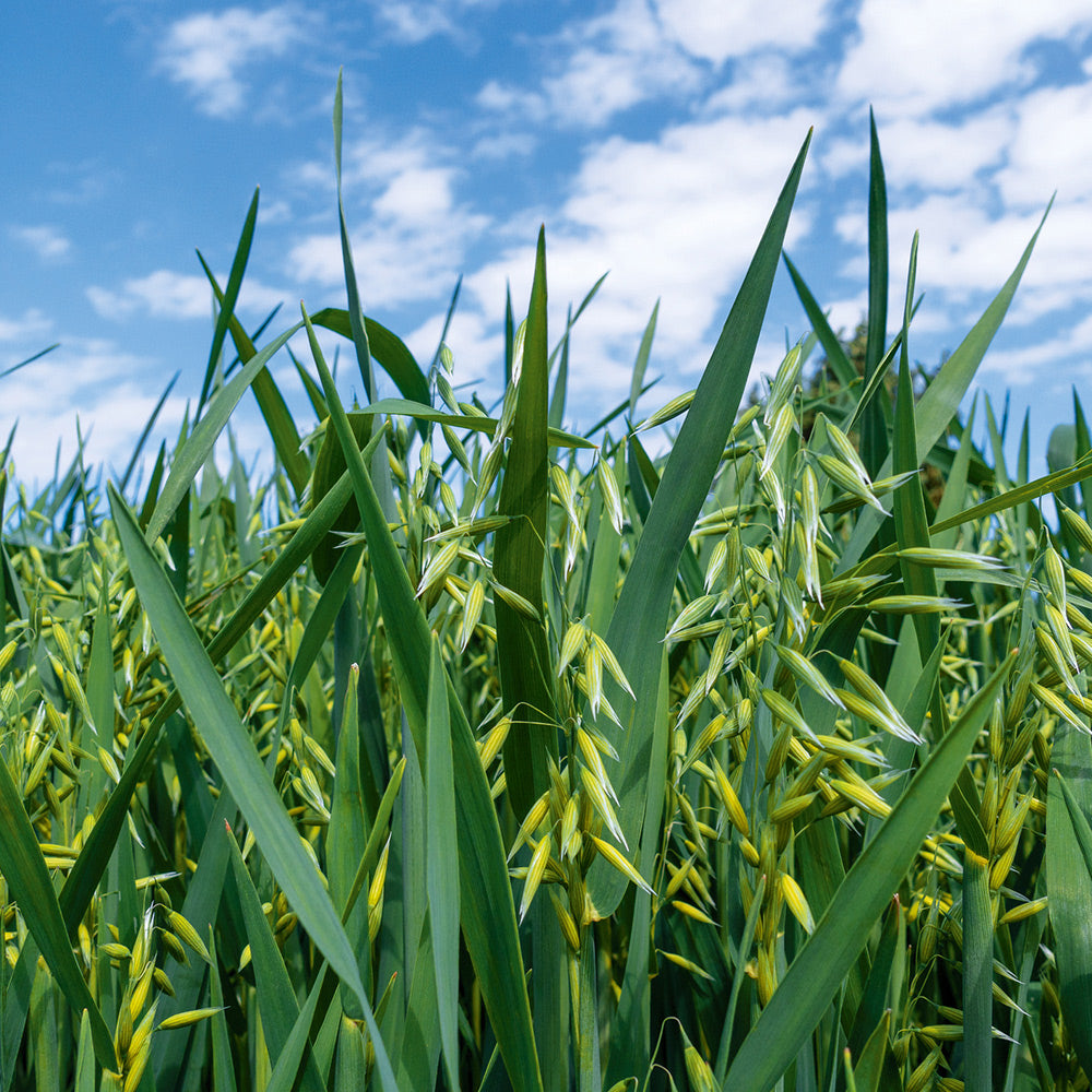 Buy Oats by Kings Seeds NZ online - Kings Seeds NZ