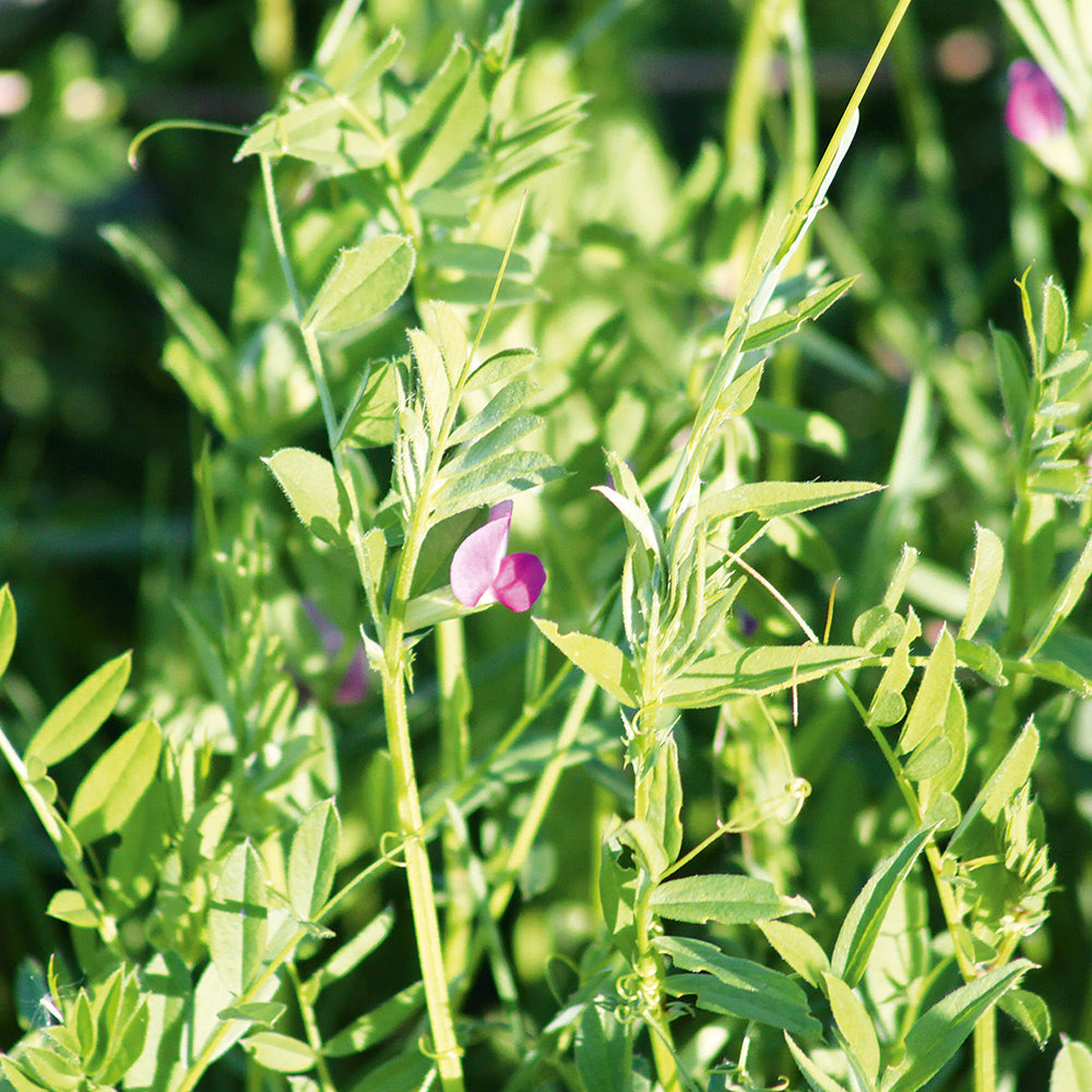 Buy Vetch Common by Kings Seeds NZ online - Kings Seeds NZ