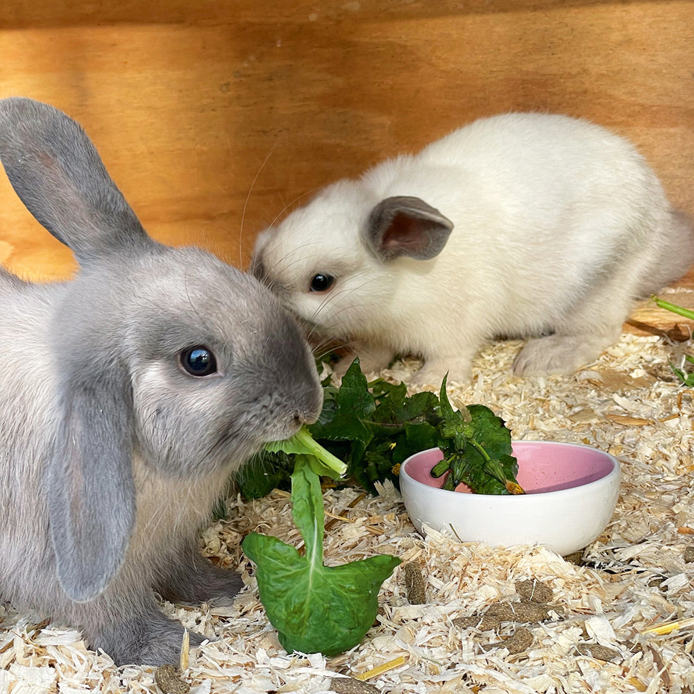 Buy Greens for Pets by Kings Seeds NZ online - Kings Seeds NZ