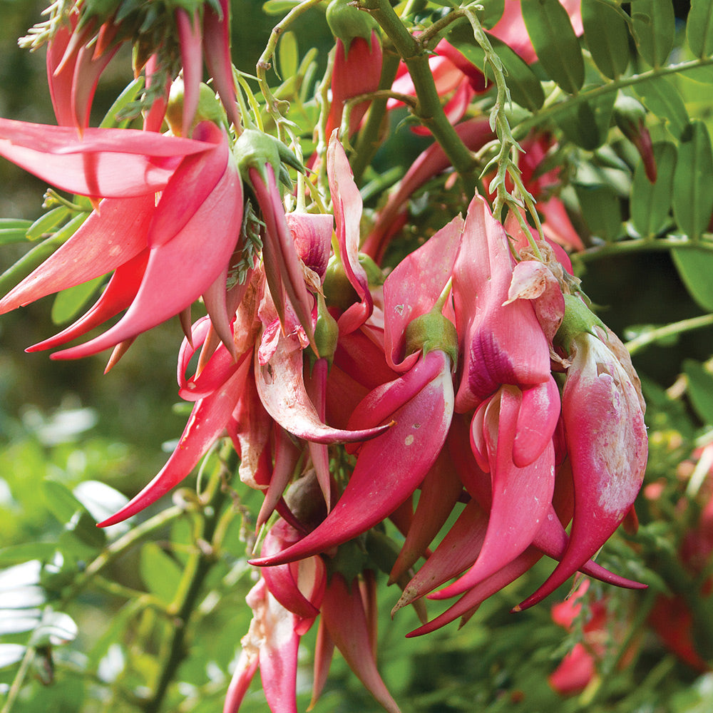 Buy Kaka Beak (Kowhai Ngutu-kaka) by Kings Seeds NZ online - Kings Seeds NZ