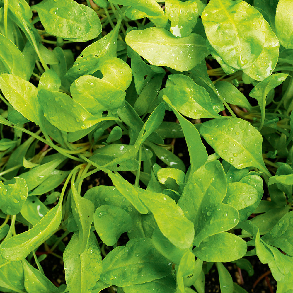 Buy Beet Perpetual Spinach by Kings Seeds NZ online - Kings Seeds NZ