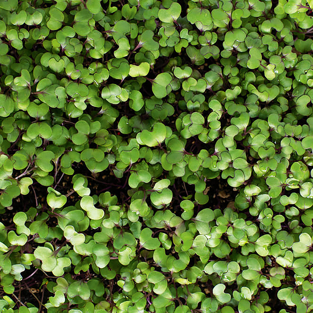 Buy Cabbage Red by Kings Seeds NZ online - Kings Seeds NZ