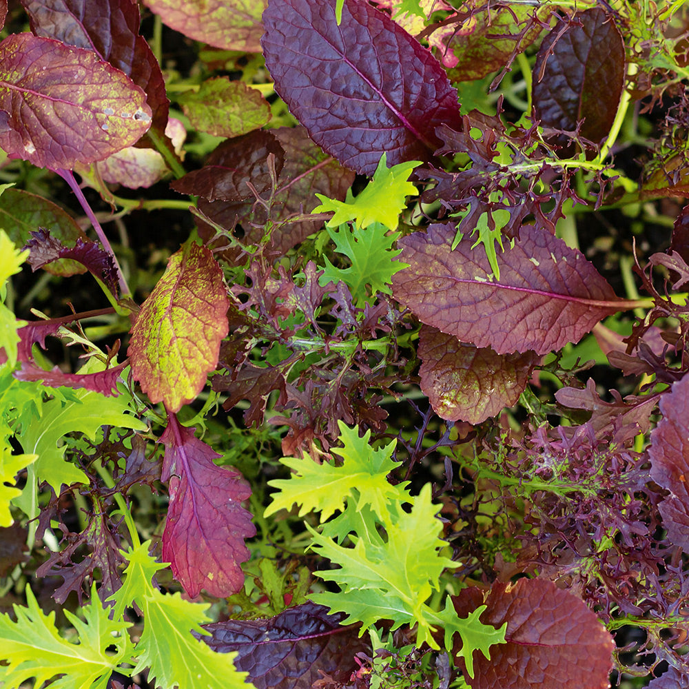 Buy Mustard Coloured Frills by Kings Seeds NZ online - Kings Seeds NZ