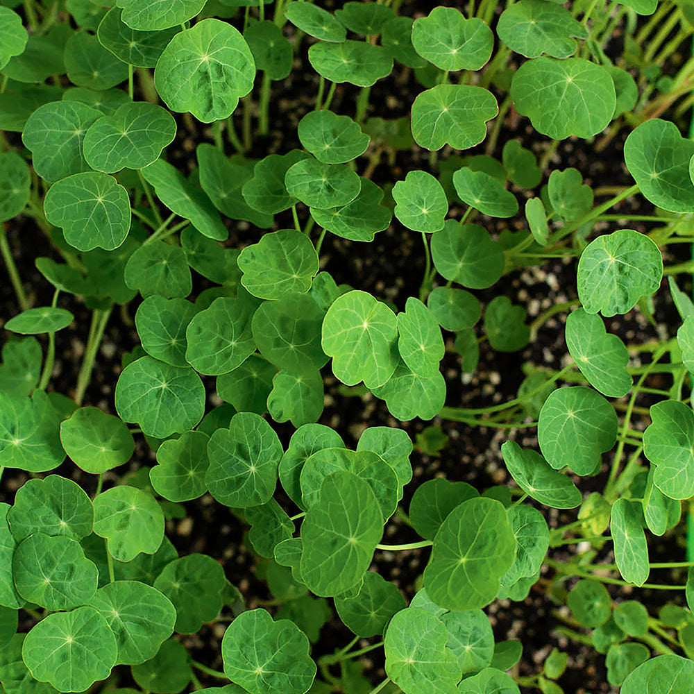 Buy Nasturtium Verde by Kings Seeds NZ online - Kings Seeds NZ