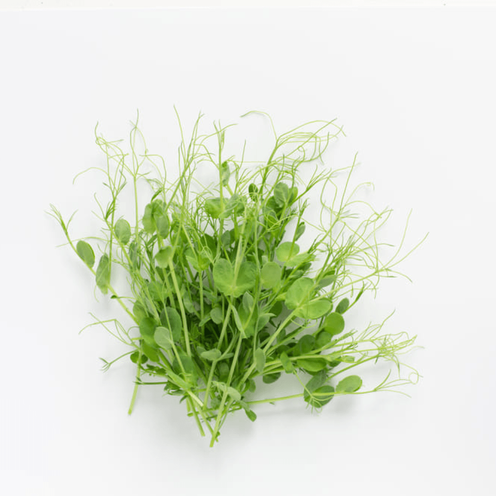 Buy Pea Fiji Feathers by Kings Seeds NZ online - Kings Seeds NZ