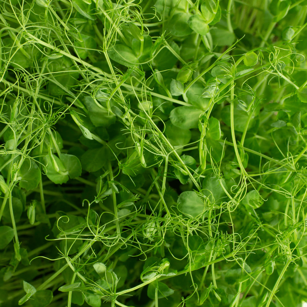 Buy Pea Provider by Kings Seeds online - Kings Seeds NZ