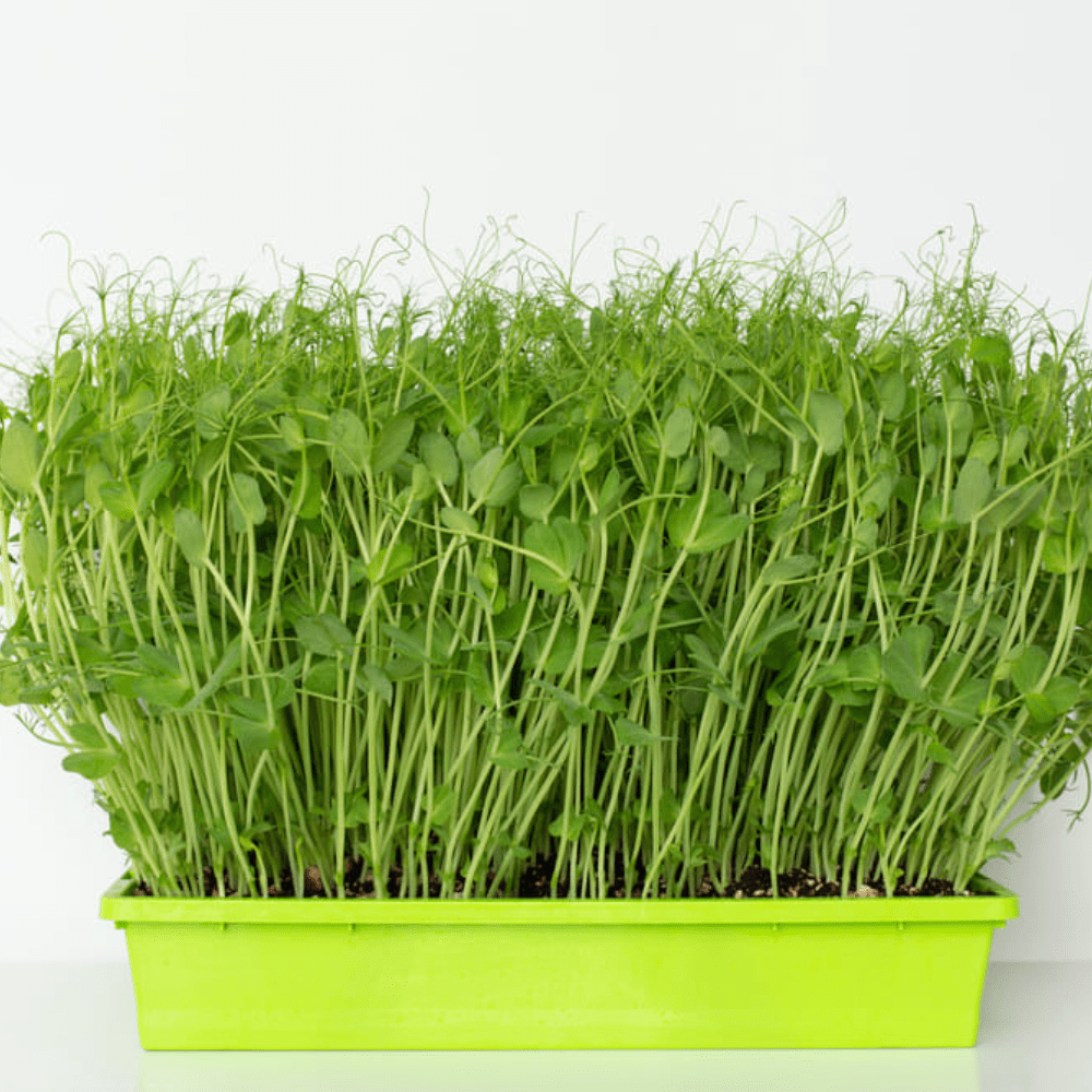 Buy Pea Provider by Kings Seeds online - Kings Seeds NZ