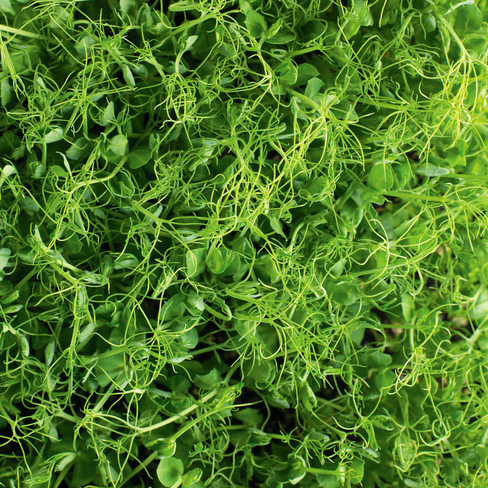 Buy Pea Tasty Tendrils by Kings Seeds NZ online - Kings Seeds NZ