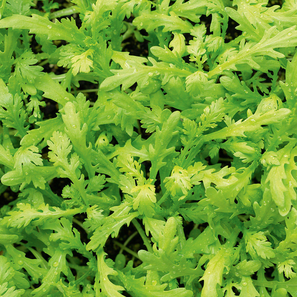Buy Shungiku Small Leaf by Kings Seeds online - Kings Seeds NZ