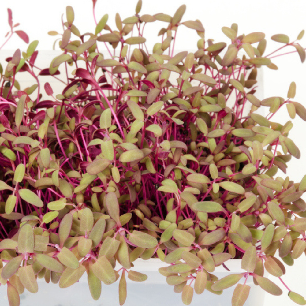 Buy Orach Red by Kings Seeds NZ online - Kings Seeds NZ