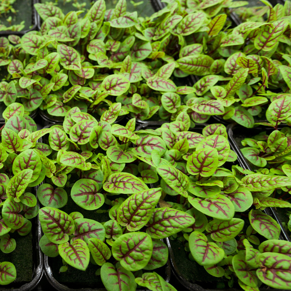 Buy Sorrel Red Veined by Kings Seeds NZ online - Kings Seeds NZ