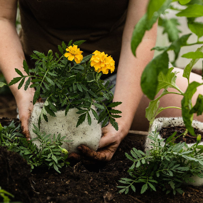 Kings Seeds - NZ's favourite seed supplier for over 40 years! – Kings ...