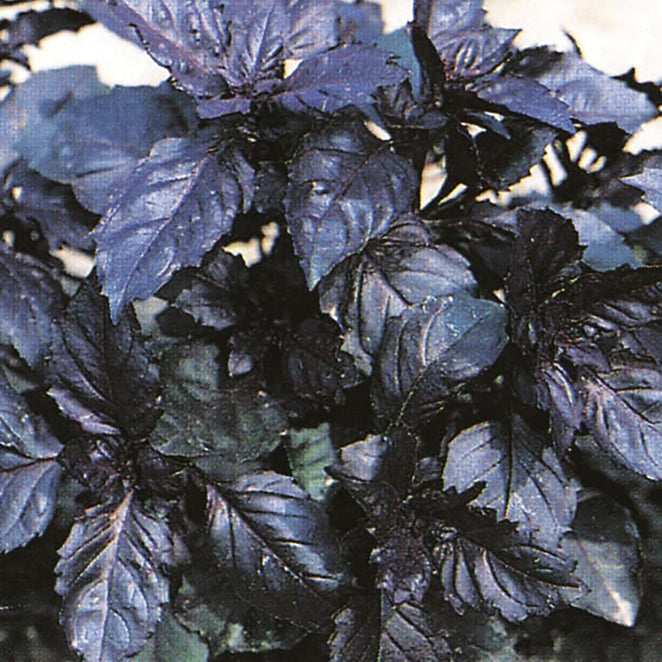 How to Grow Basil From Seed – Kings Seeds NZ