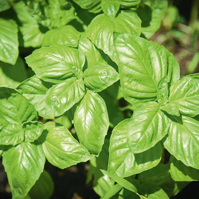 How to Grow Basil From Seed – Kings Seeds NZ