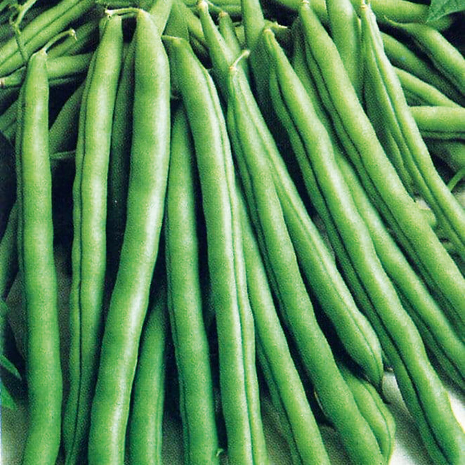 Our Story – Kings Seeds NZ