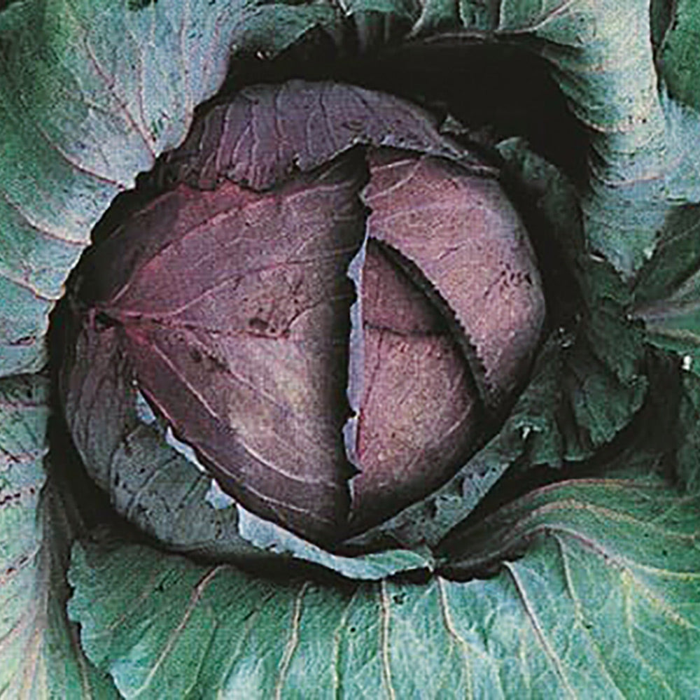 Red Cabbage Plant Red Ruby Ball F1 Cabbage Seeds | Mr Fothergill's