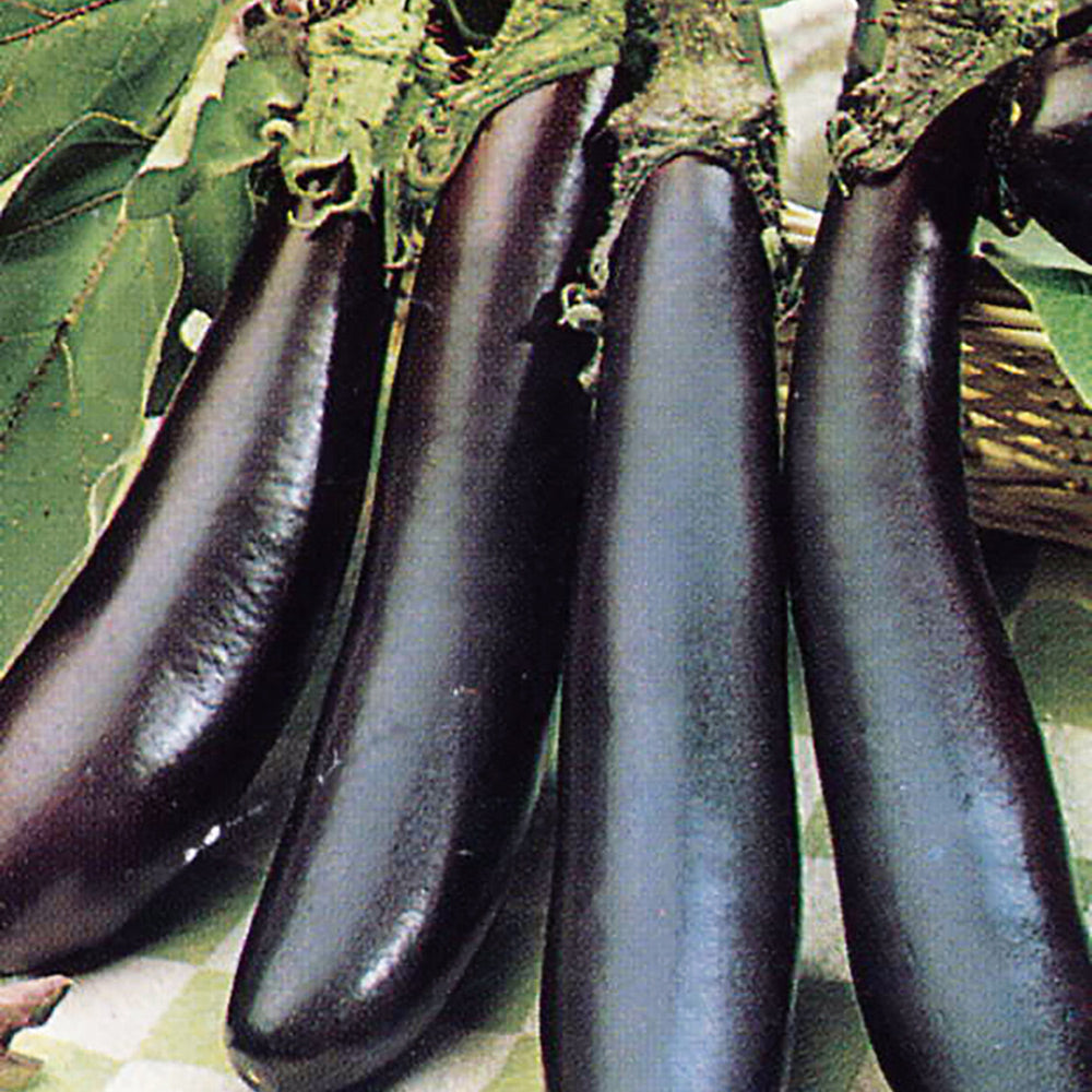 Buy Organic Eggplant Long Purple by Kings Seeds NZ online - Kings Seeds NZ