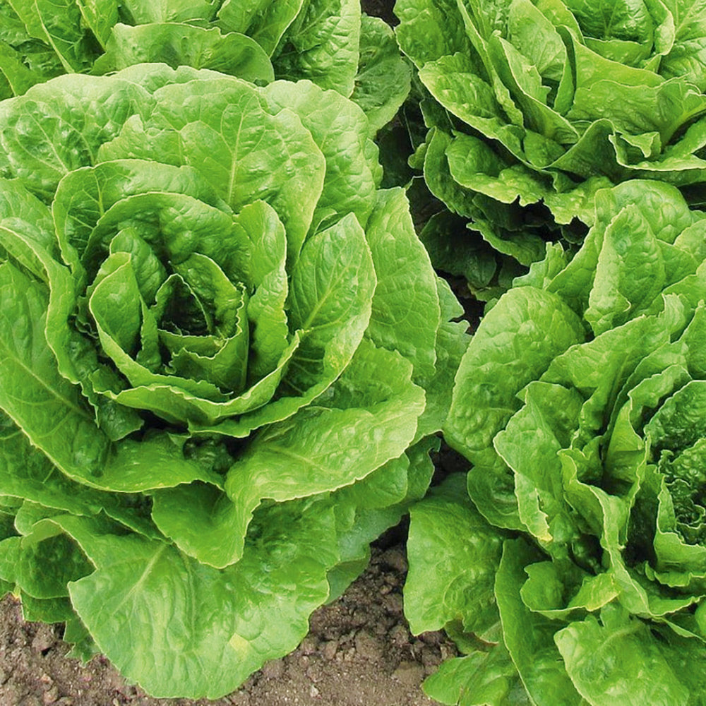 Buy Organic Lettuce Parris Island Cos by Kings Seeds NZ online - Kings ...