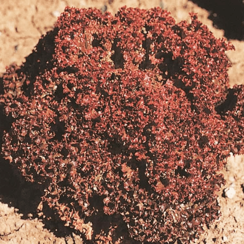 Buy Organic Lettuce Lollo Rossa by Kings Seeds online - Kings Seeds NZ