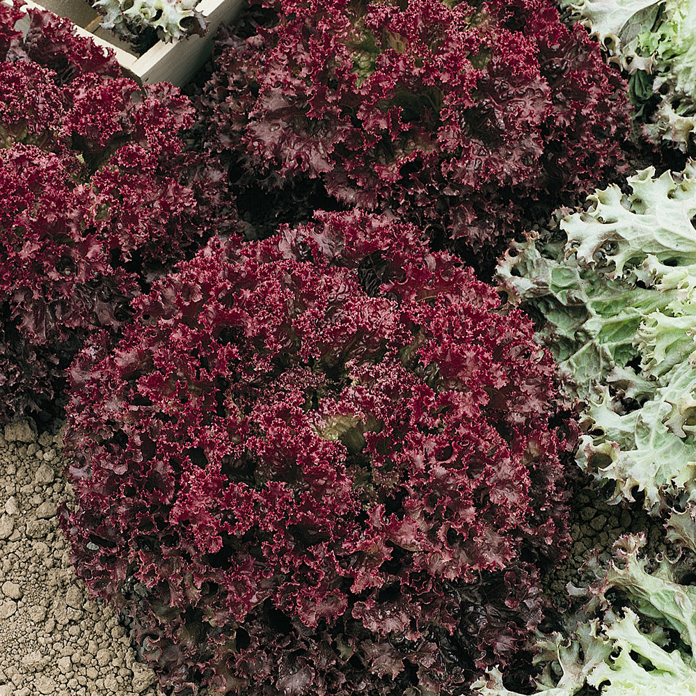 Buy Organic Lettuce Lollo Rossa by Kings Seeds NZ online - Kings Seeds NZ