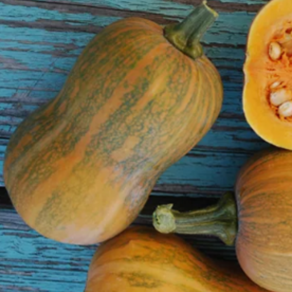 Buy Organic Butternut Honeynut by Kings Seeds NZ online - Kings Seeds NZ