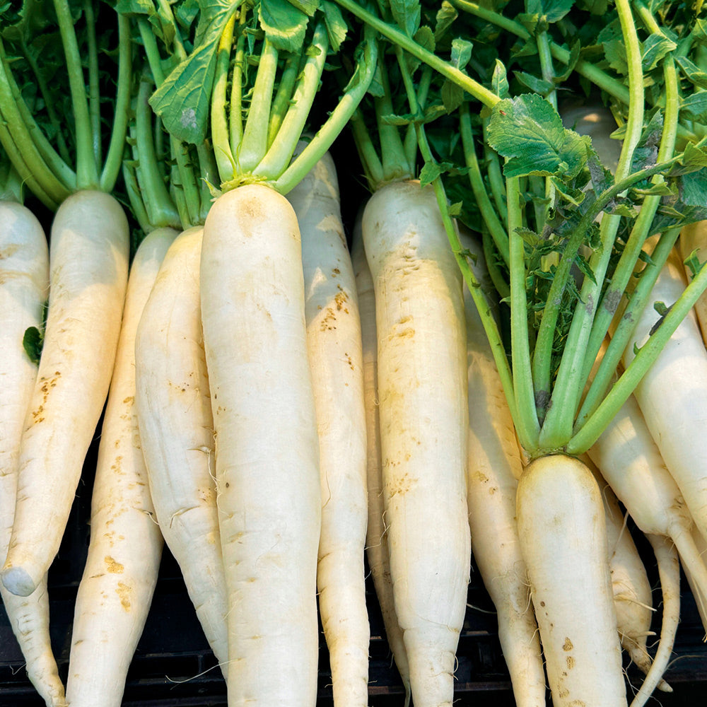 Buy Organic Radish White Daikon by Kings Seeds NZ online - Kings Seeds NZ