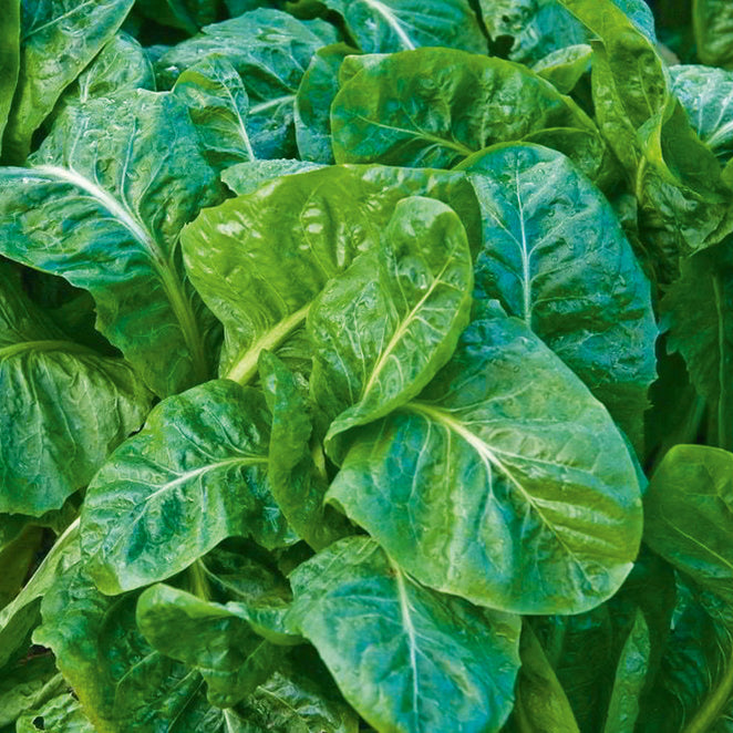 Shop All Seeds in New Zealand – Kings Seeds NZ