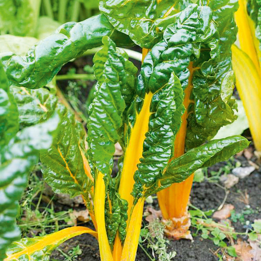 Buy Organic Silverbeet Bright Yellow by Kings Seeds online - Kings Seeds NZ