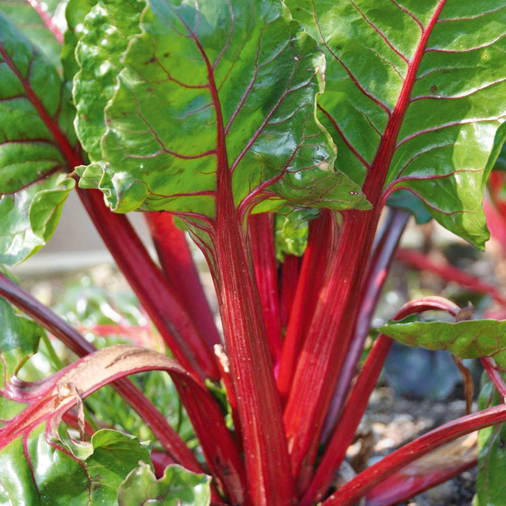 Buy Organic Silverbeet Ruby Red by Kings Seeds online - Kings Seeds NZ
