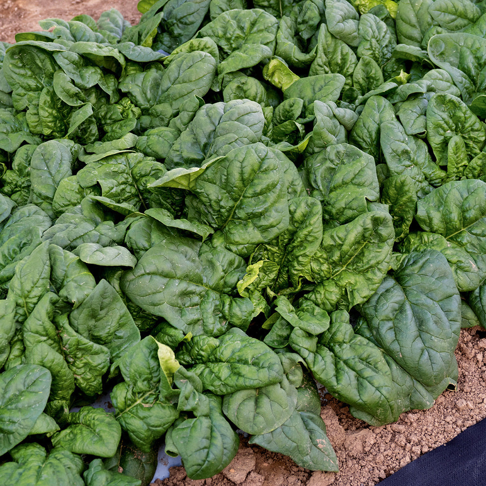Buy Organic Spinach Winter Giant by Kings Seeds NZ online - Kings Seeds NZ