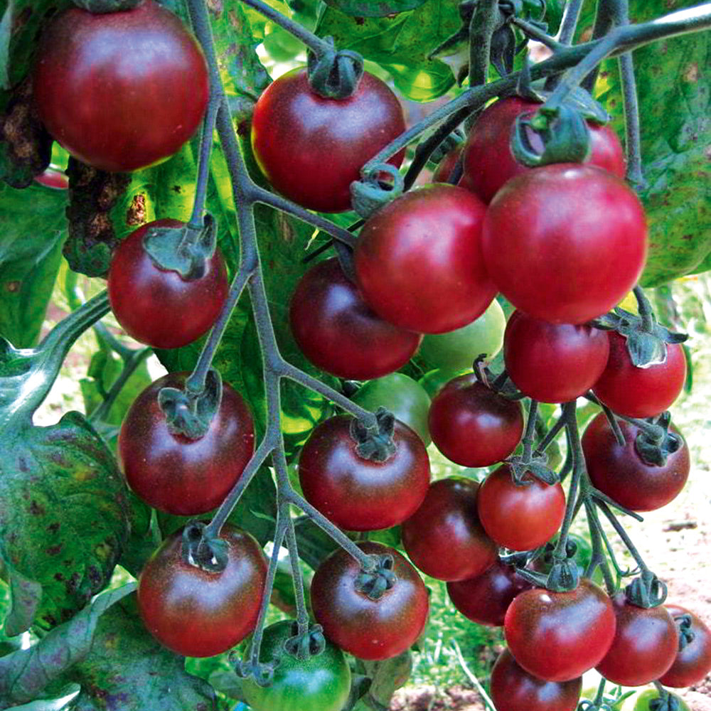 Buy Organic Tomato Rosella by Kings Seeds NZ online - Kings Seeds NZ