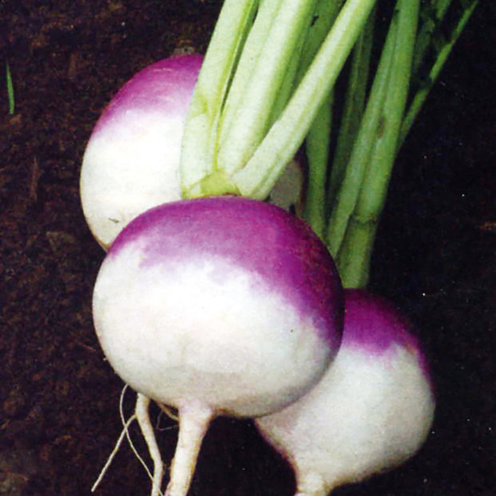 Buy Turnip Milan Red Top by Kings Seeds NZ online - Kings Seeds NZ