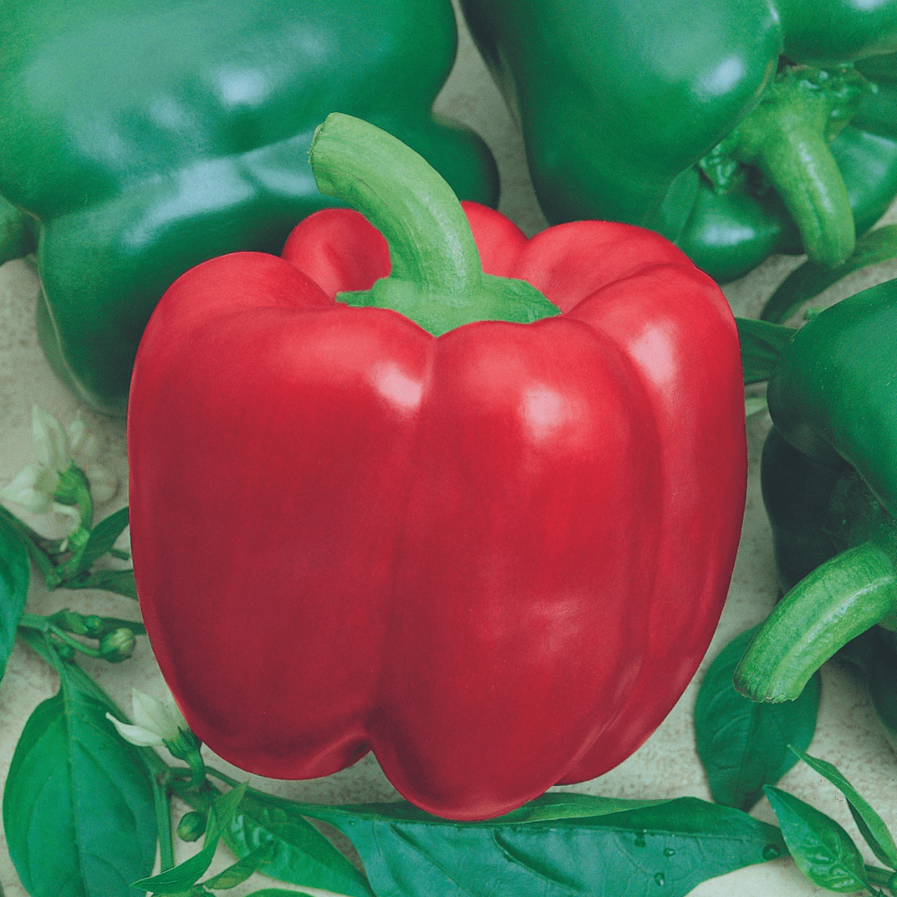 Buy Organic Capsicum California Wonder Red by Kings Seeds online ...