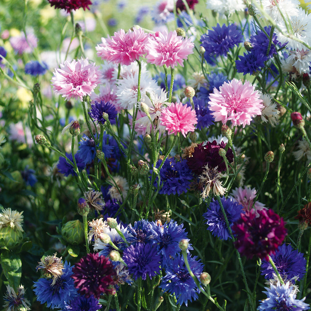 Buy Organic Cornflower Mix by Kings Seeds NZ online - Kings Seeds NZ