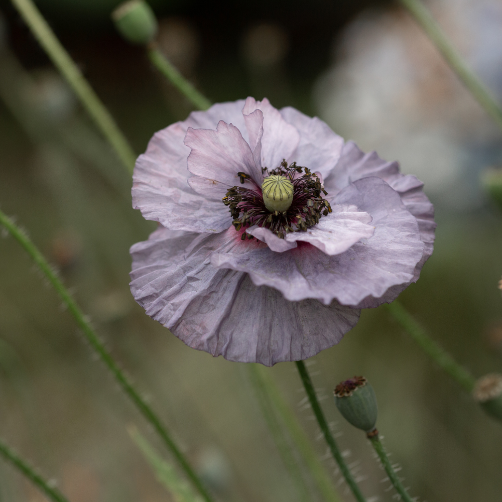 Buy Poppy Amazing Grey by Kings Seeds NZ online - Kings Seeds NZ