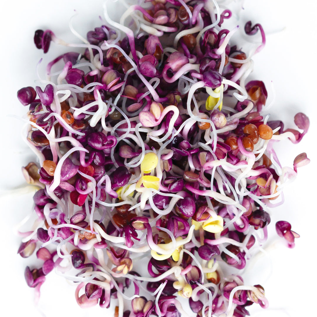 Buy Organic Red Cabbage by Kings Seeds NZ online - Kings Seeds NZ