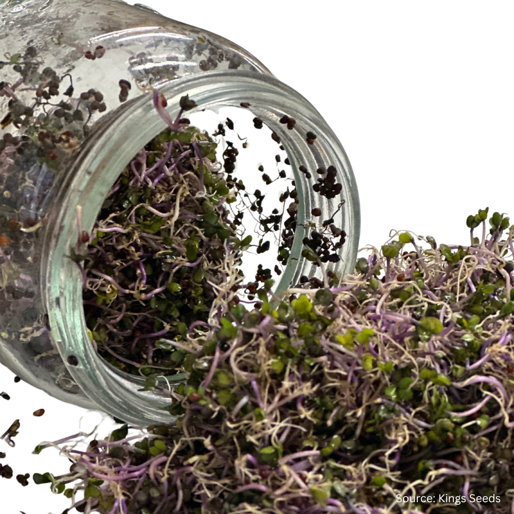 Buy Organic Kohlrabi Red by Kings Seeds online - Kings Seeds NZ