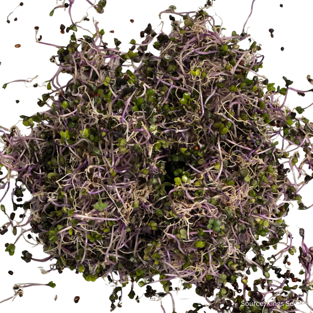 Buy Organic Kohlrabi Red by Kings Seeds online - Kings Seeds NZ