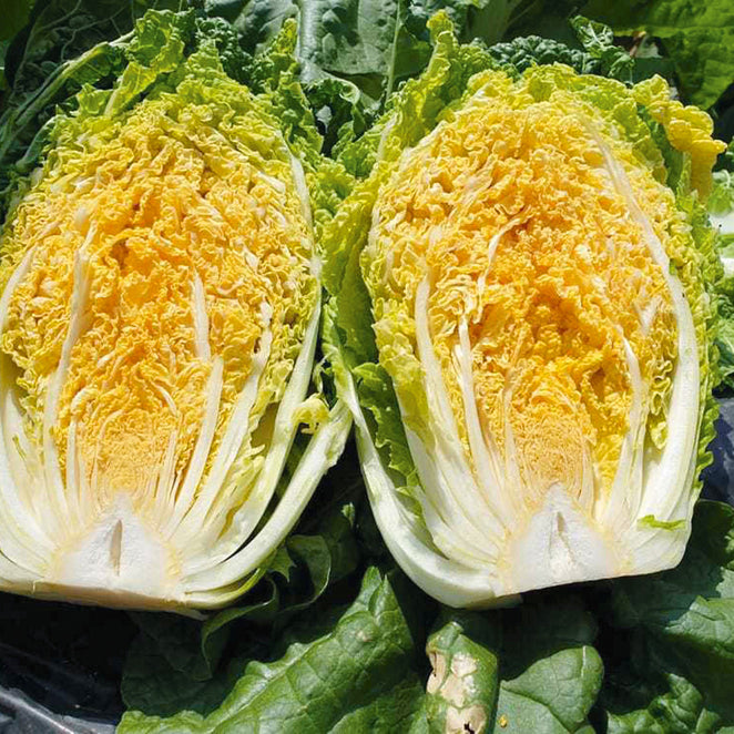 Sowing Times & Methods – Kings Seeds NZ