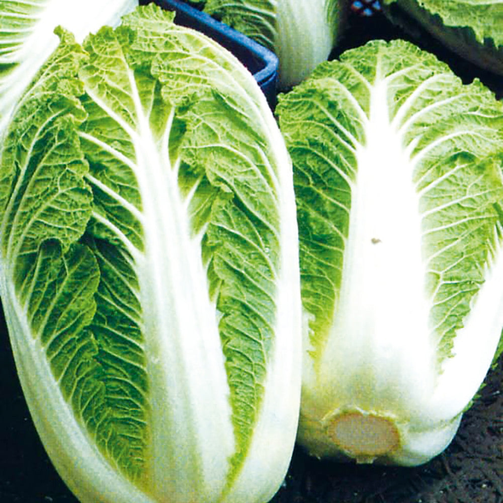 Chinese Cabbage Size